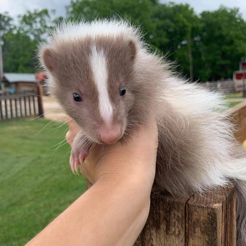 Spike - male - Compound Exotics