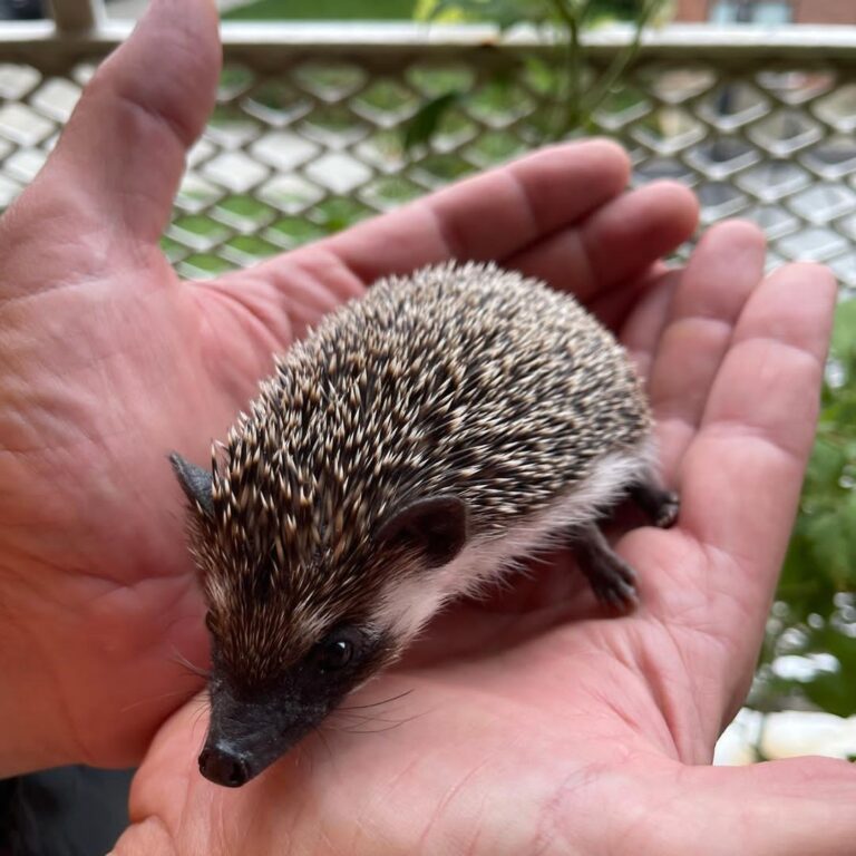 Hedgehogs for Sale Under $100 | Affordable Spiky Companions