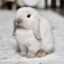 English and French Angora Bunnies for Sale | Florida | Near Me