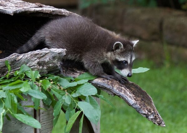 1. Raccoon Colors And Patterns (Available Patterns & Markings)