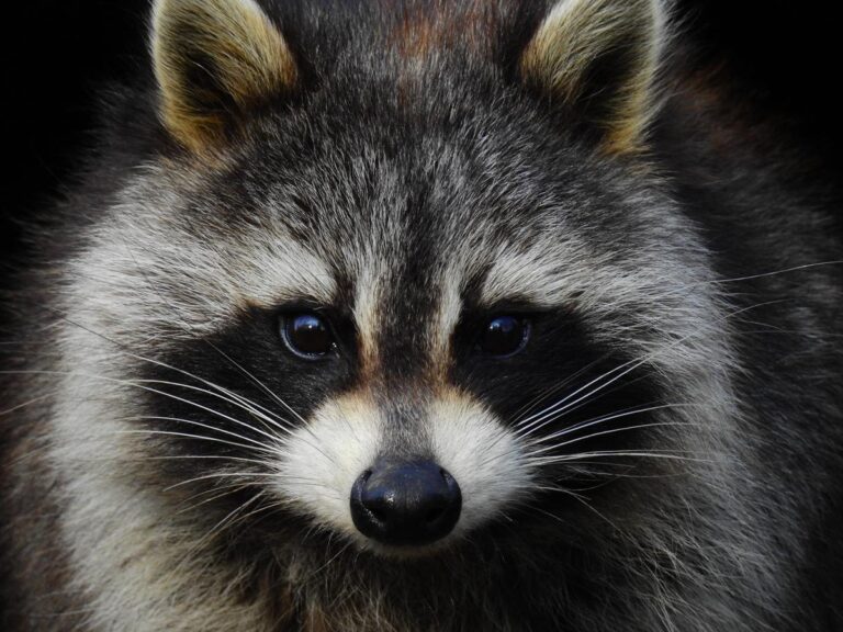 1. Raccoon Colors And Patterns (Available Patterns & Markings)
