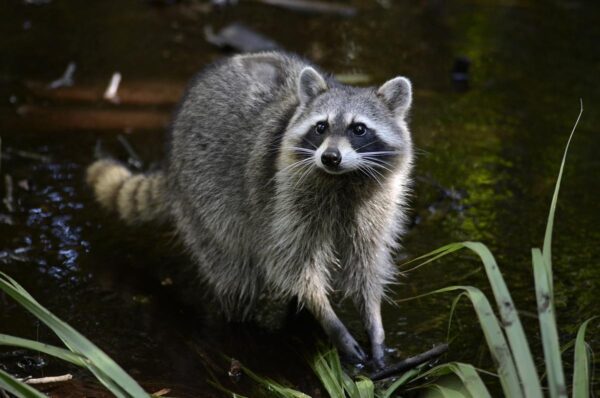 1. Raccoon Colors And Patterns (Available Patterns & Markings)