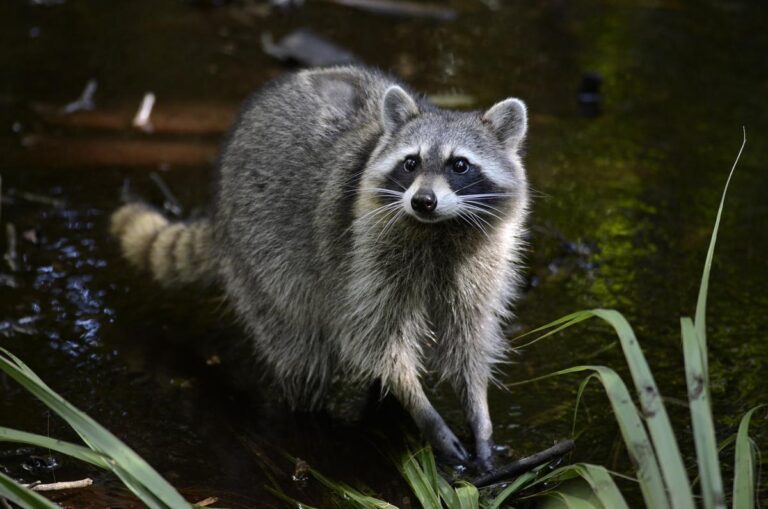 1. Raccoon Colors And Patterns (Available Patterns & Markings)