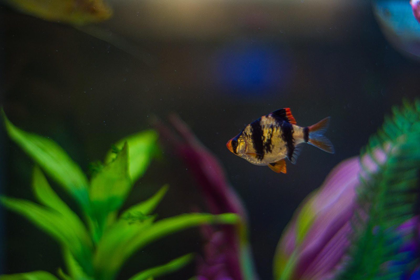 Mastering The Art: Care Tips For Keeping Exotic Tetras In Your Aquarium ...