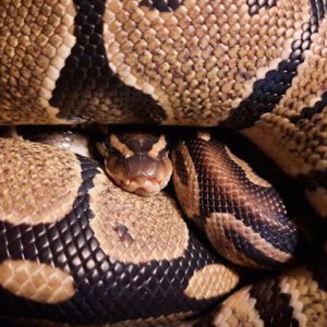 Top Notch Quality Sphynx Kittens For Sale - Compound Exotics