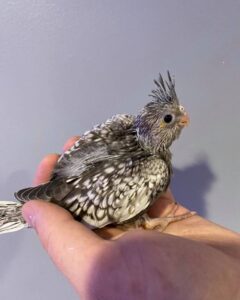 Casper - male - Compound Exotics