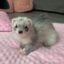 Julian - female ferret - Compound Exotics